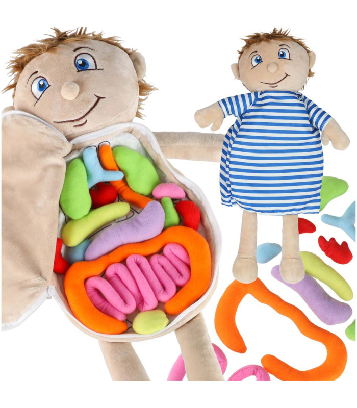 Anatoomialine nukk poiss - õppimine ja lõbu laste anatoomia jaoks